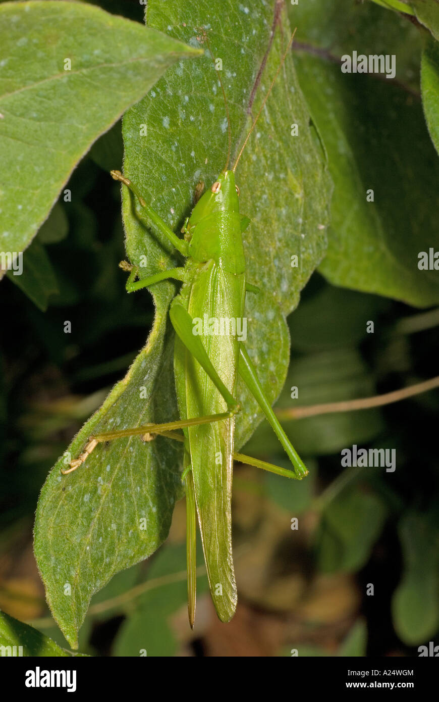 Ruspolia nitidula. Large Conehead Bush Cricket (female) Croatia, early ...