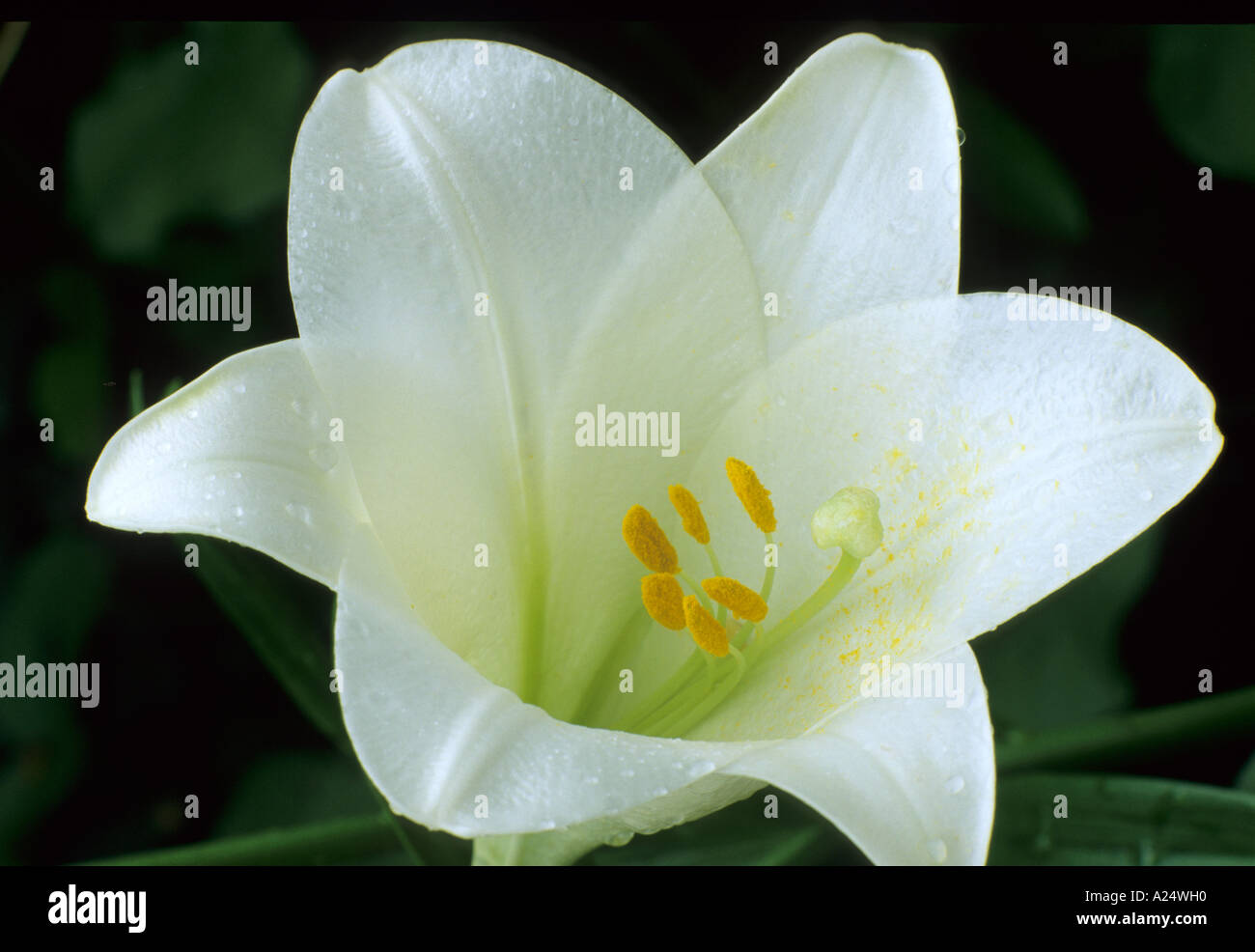 Lilium 'New American' Stock Photo - Alamy