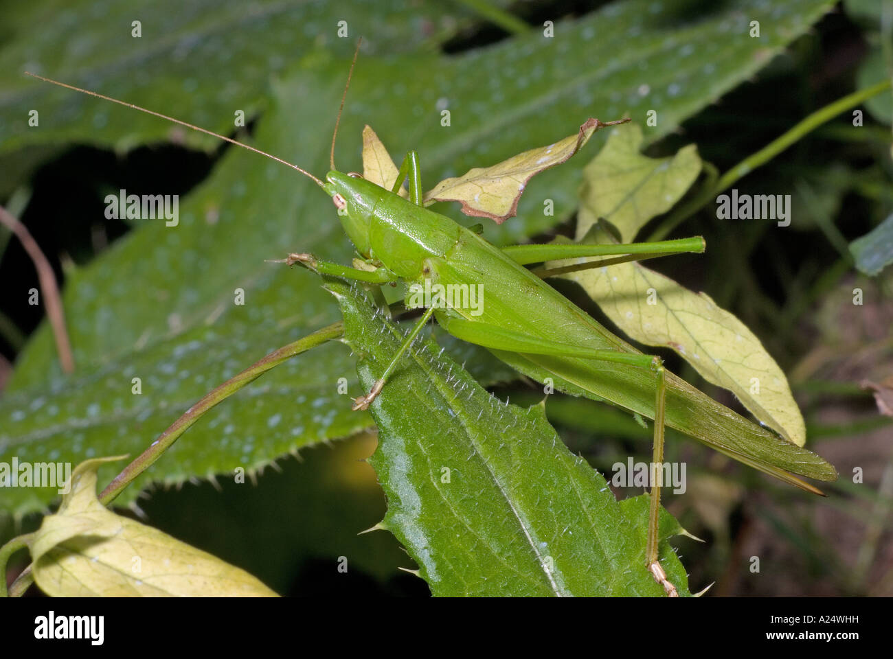 Ruspolia nitidula hi-res stock photography and images - Alamy