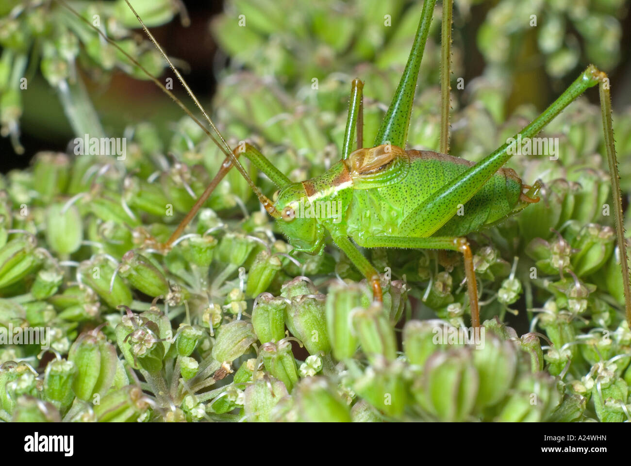 Speckled Bush Cricket. (Leptophyes punctatissima) male UK, Kent, August ...