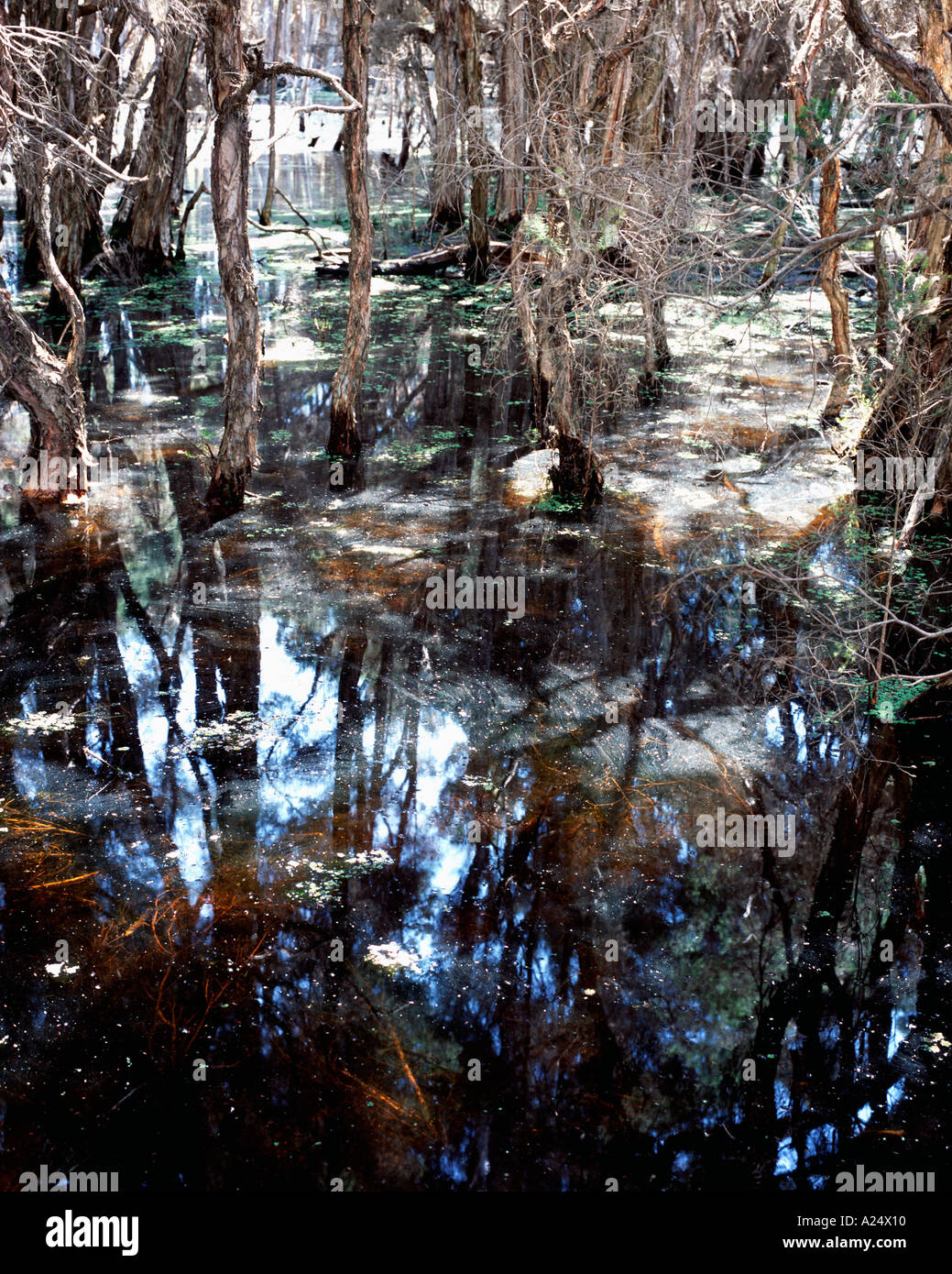 Narawntapu national park hi-res stock photography and images - Alamy