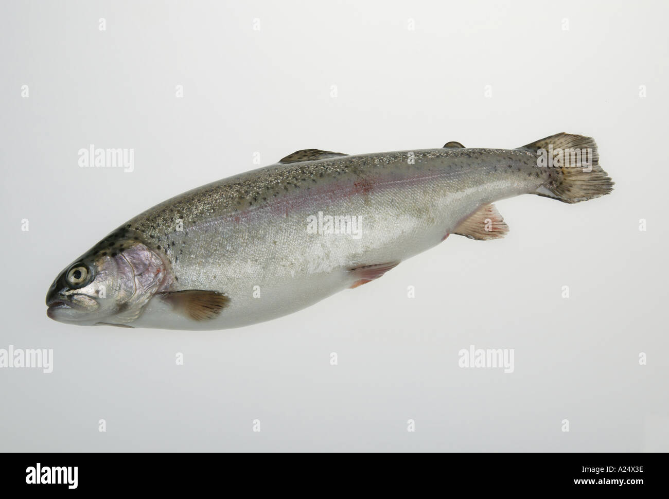 single fresh dead rainbow trout on white background Stock Photo - Alamy