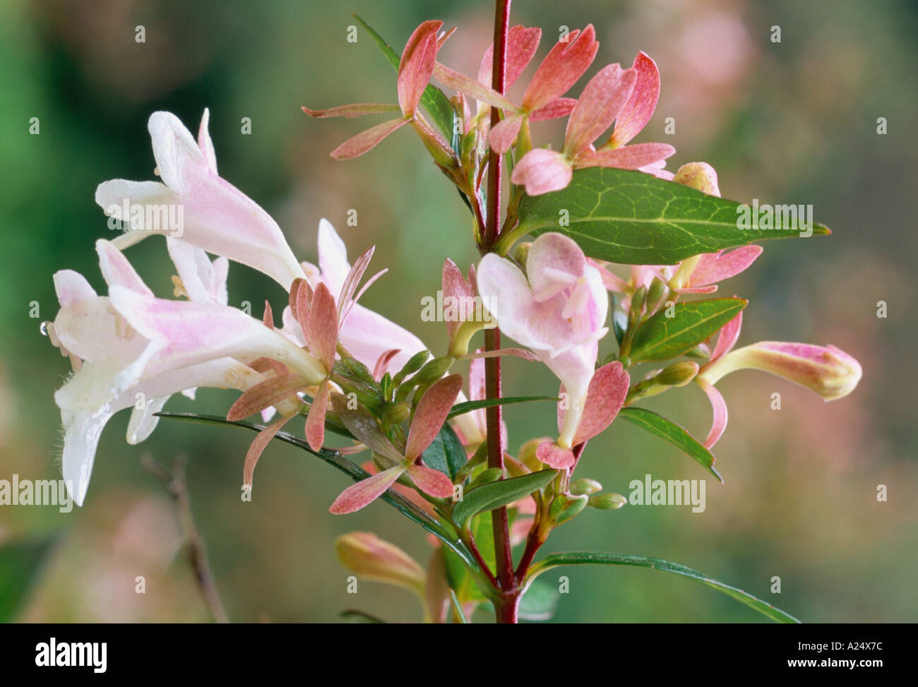 Leaf of abelia hi-res stock photography and images - Alamy