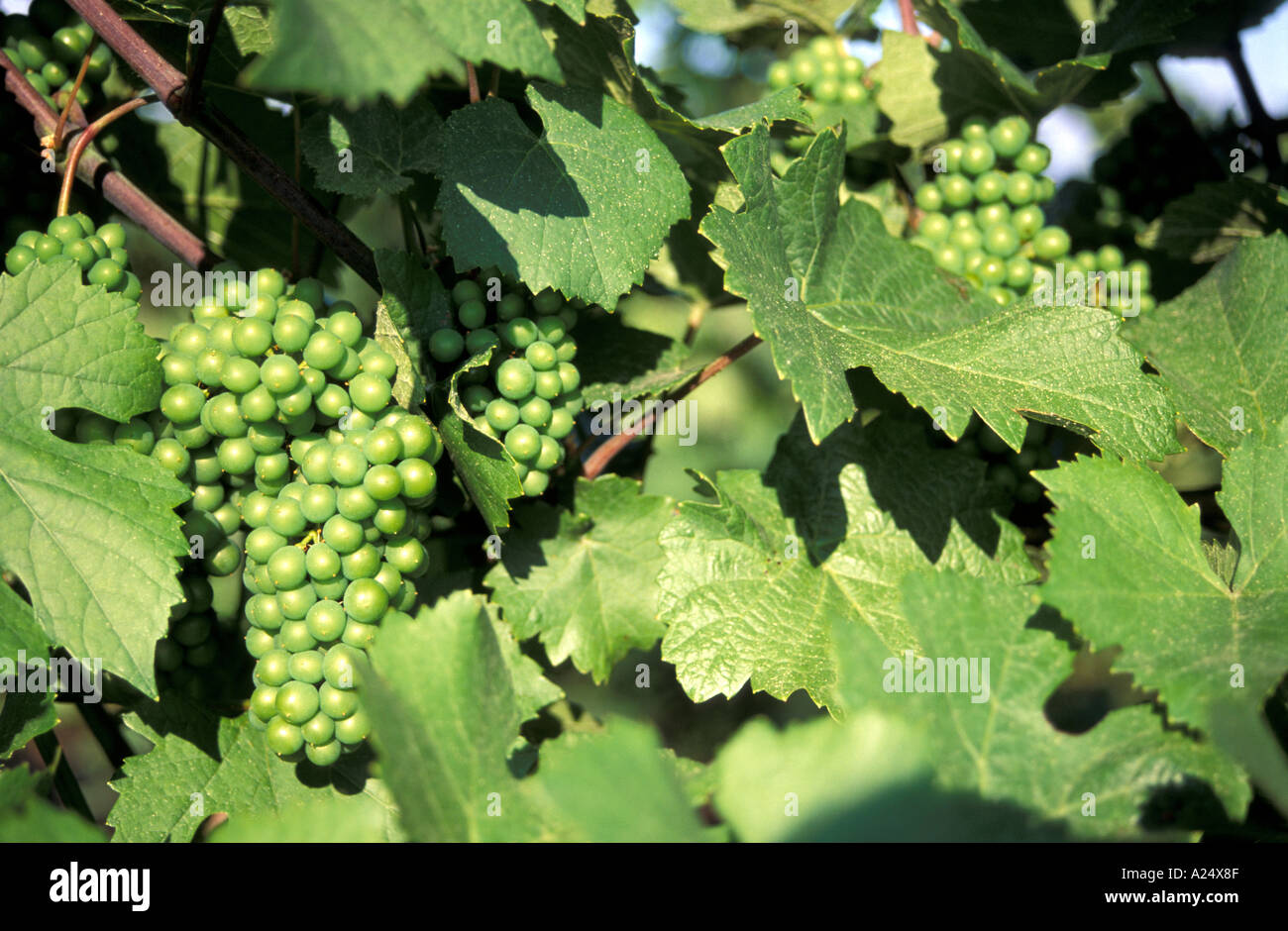 Grapes on vine Niagara on the Lake Ontario Canada Stock Photo - Alamy