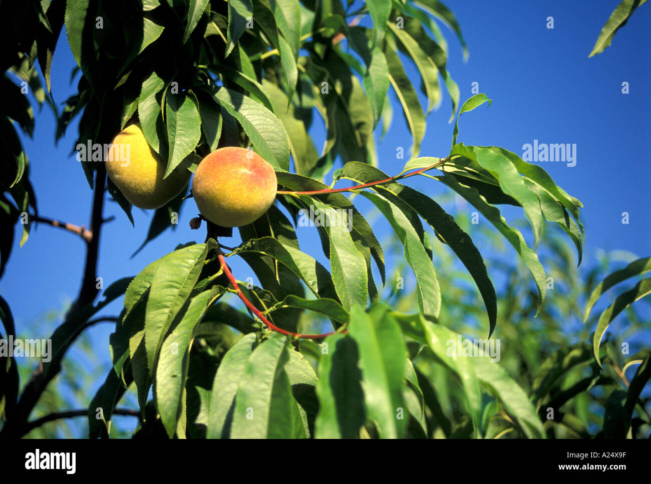 Ontario peaches hi-res stock photography and images - Alamy