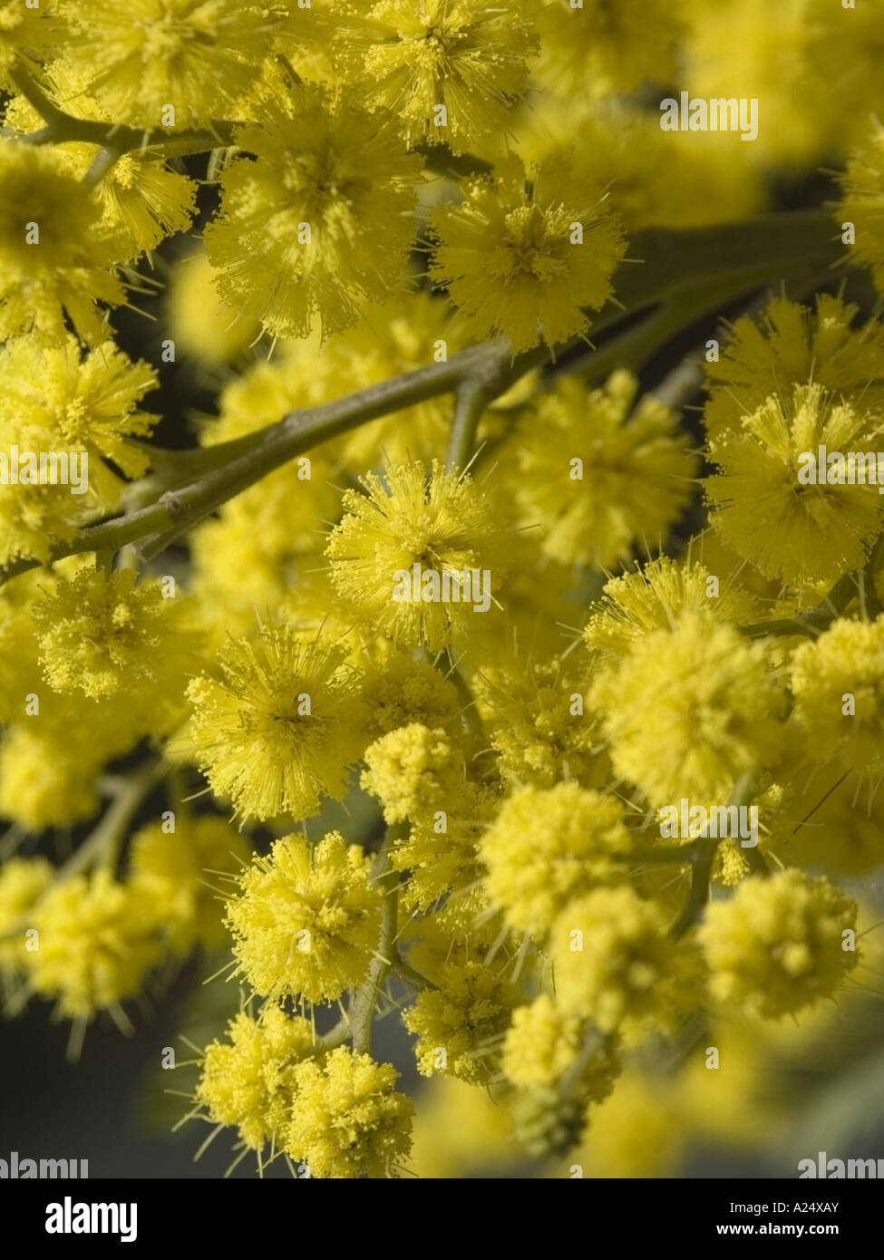 mimosa type of tropical plant with clusters of small flowers and leaves ...