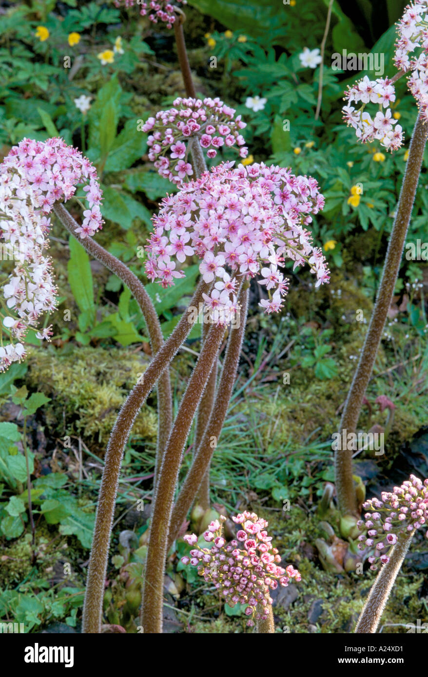 Darmera peltata hi-res stock photography and images - Alamy