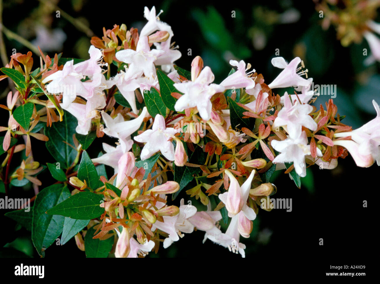 Leaf of abelia hi-res stock photography and images - Alamy
