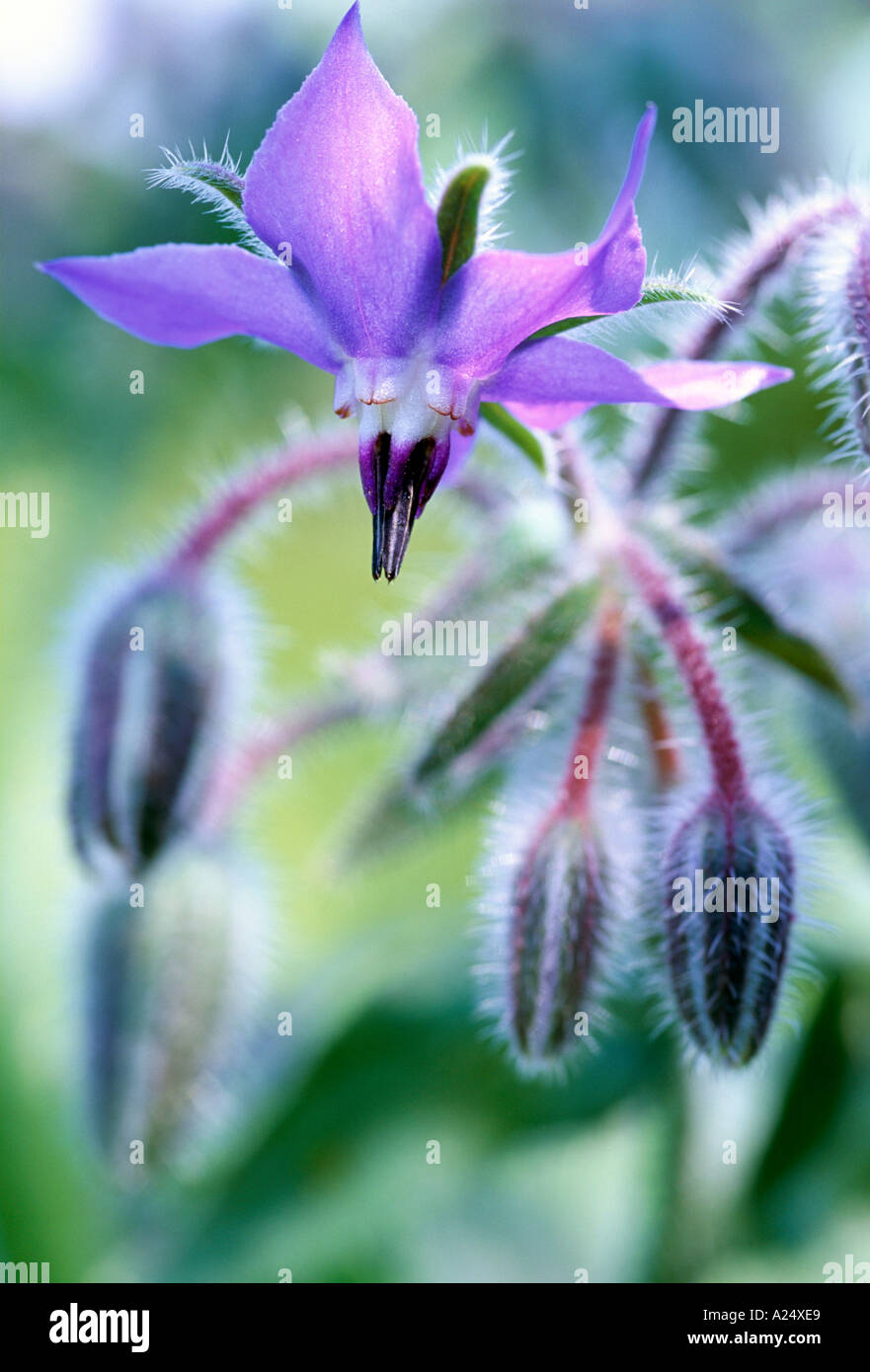 Borago officinalis Borage Stock Photo - Alamy
