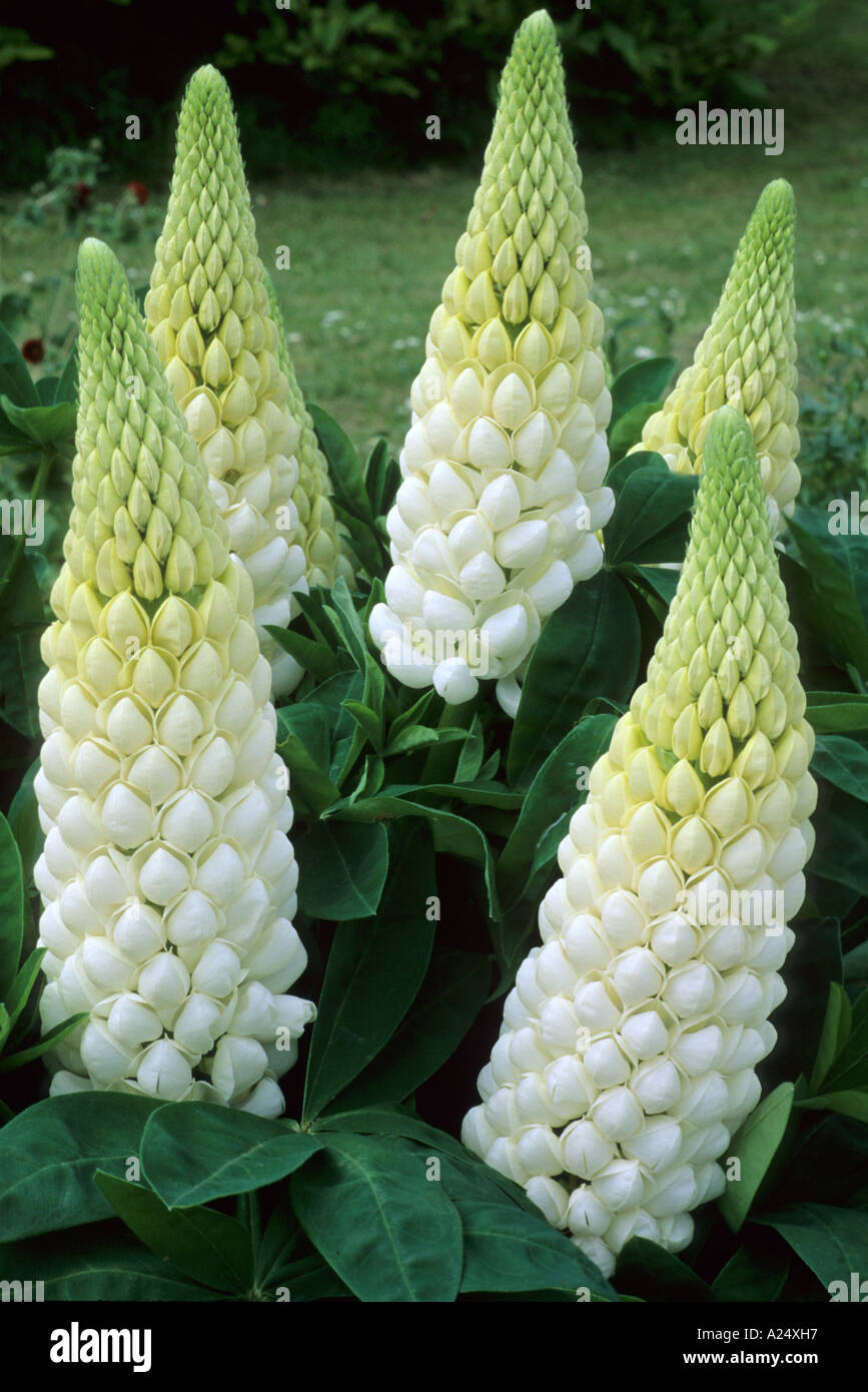 White lupin hi-res stock photography and images - Alamy