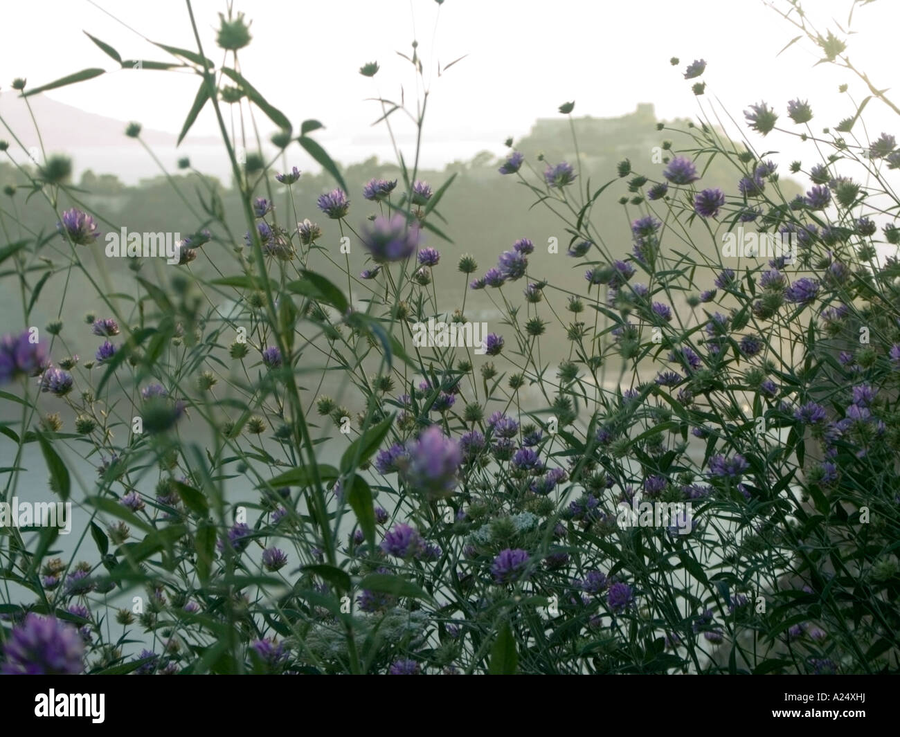 suggestive flowers in posillipo, naples, campania, italy, eu Stock ...