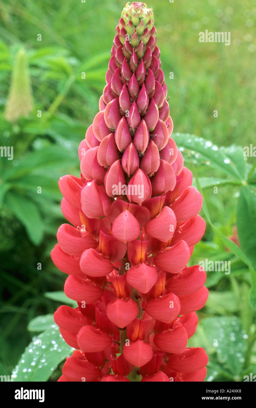 Red arrow plant hi-res stock photography and images - Alamy