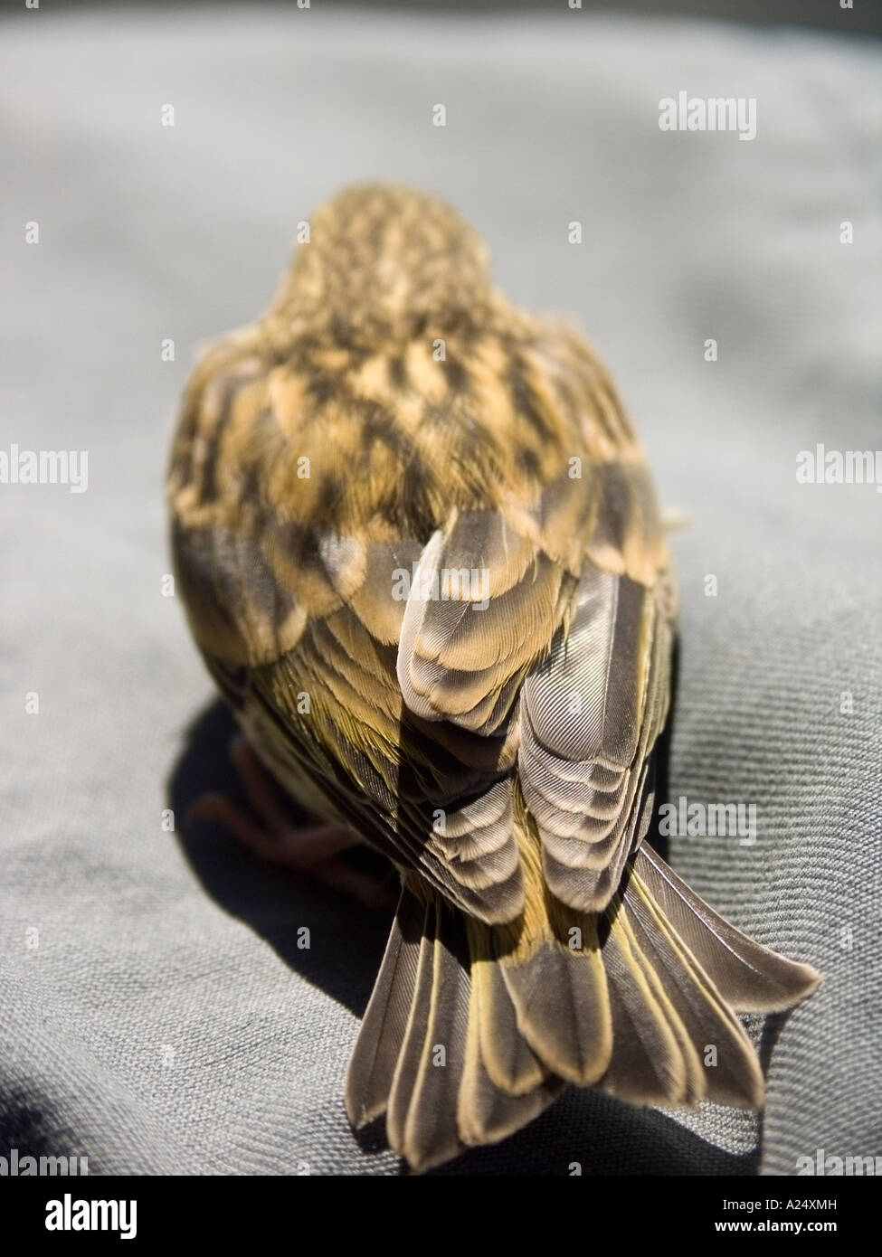 Small birds back Stock Photo - Alamy