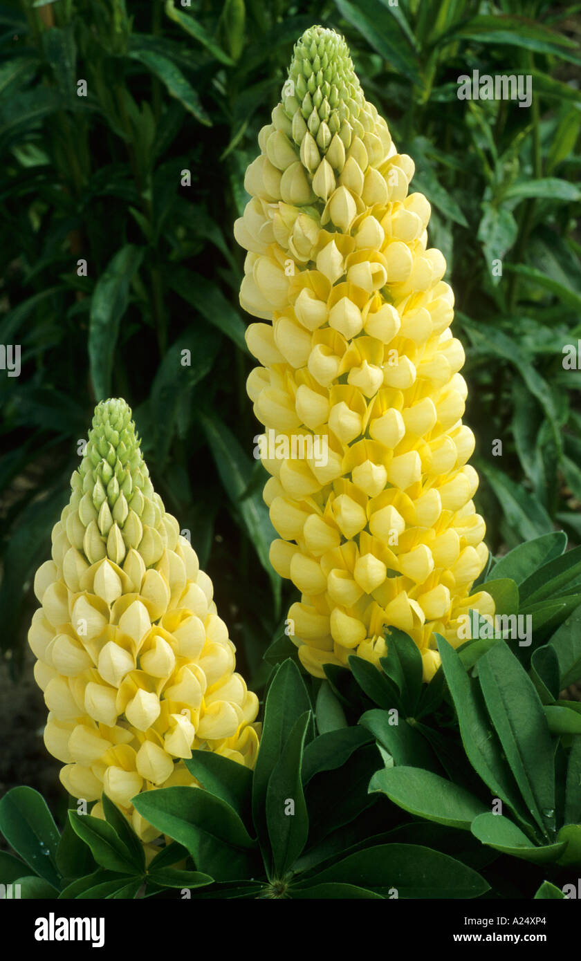 Lupinus 'Sherbet Dip' Stock Photo - Alamy