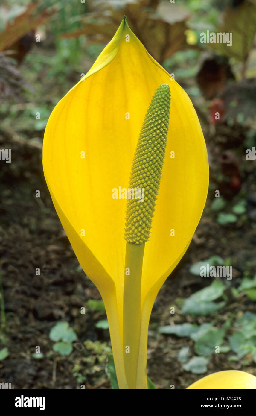 Lysichiton americanus, marginal water plant, bog plant, foliage plant ...