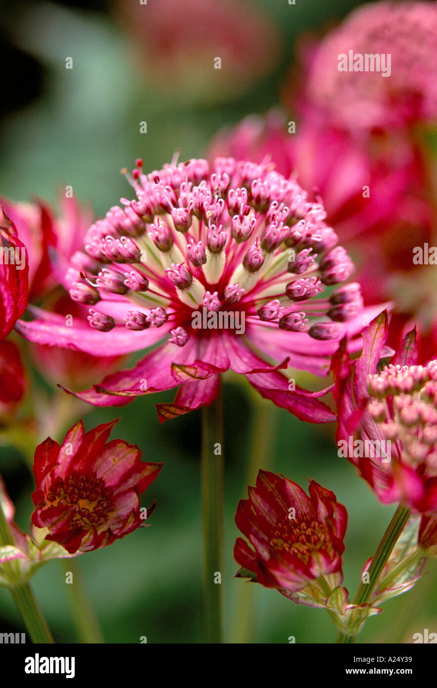 Astrantia foliage hi-res stock photography and images - Alamy