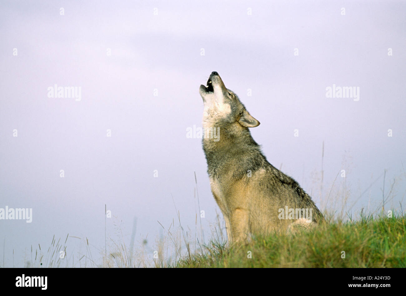 Wolf Howling Sitting