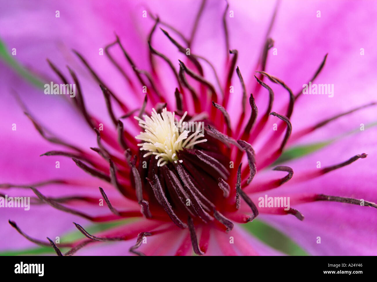 Natacha High Resolution Stock Photography and Images - Alamy