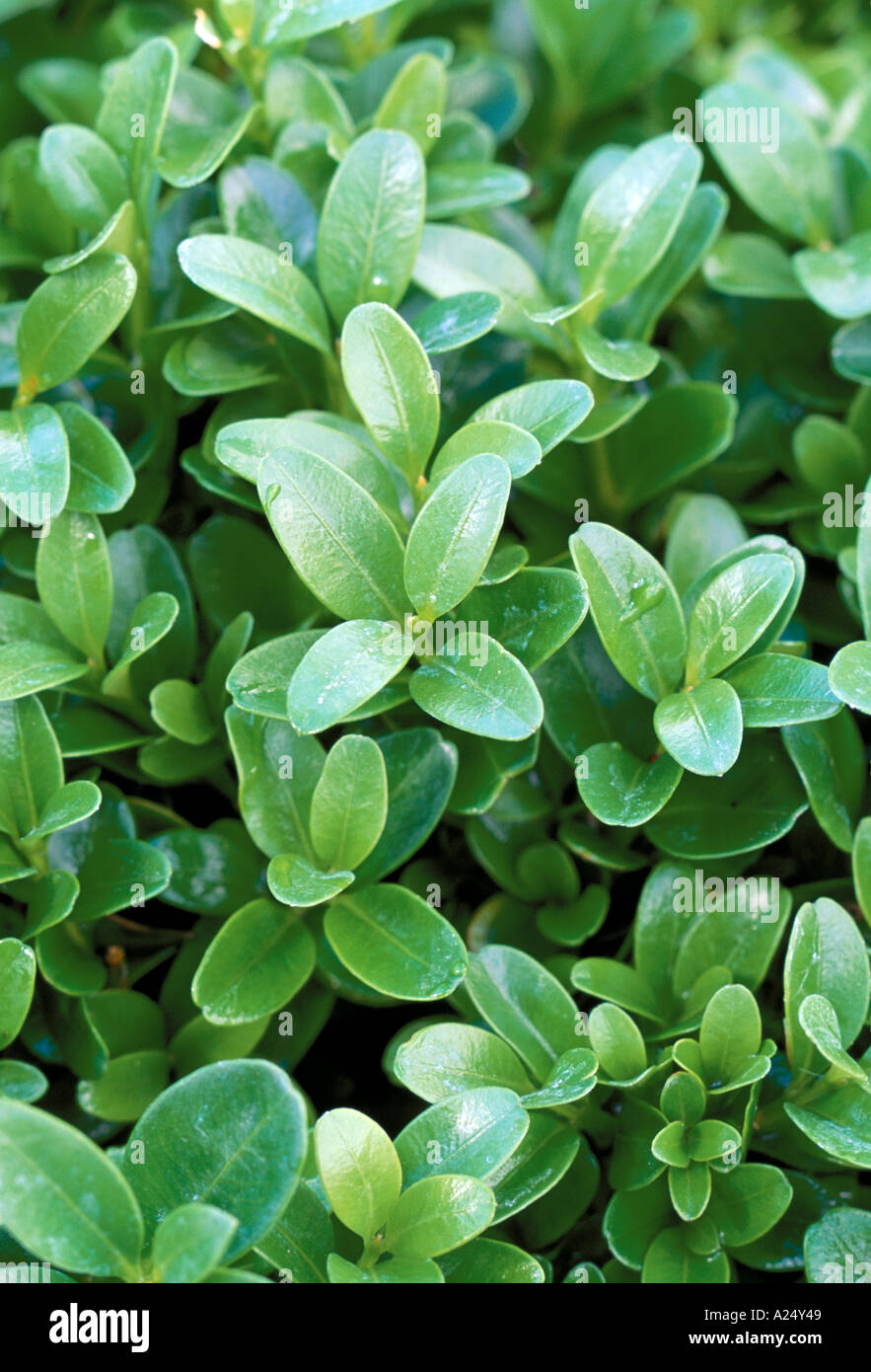 Buxus sempervirens Box Stock Photo - Alamy