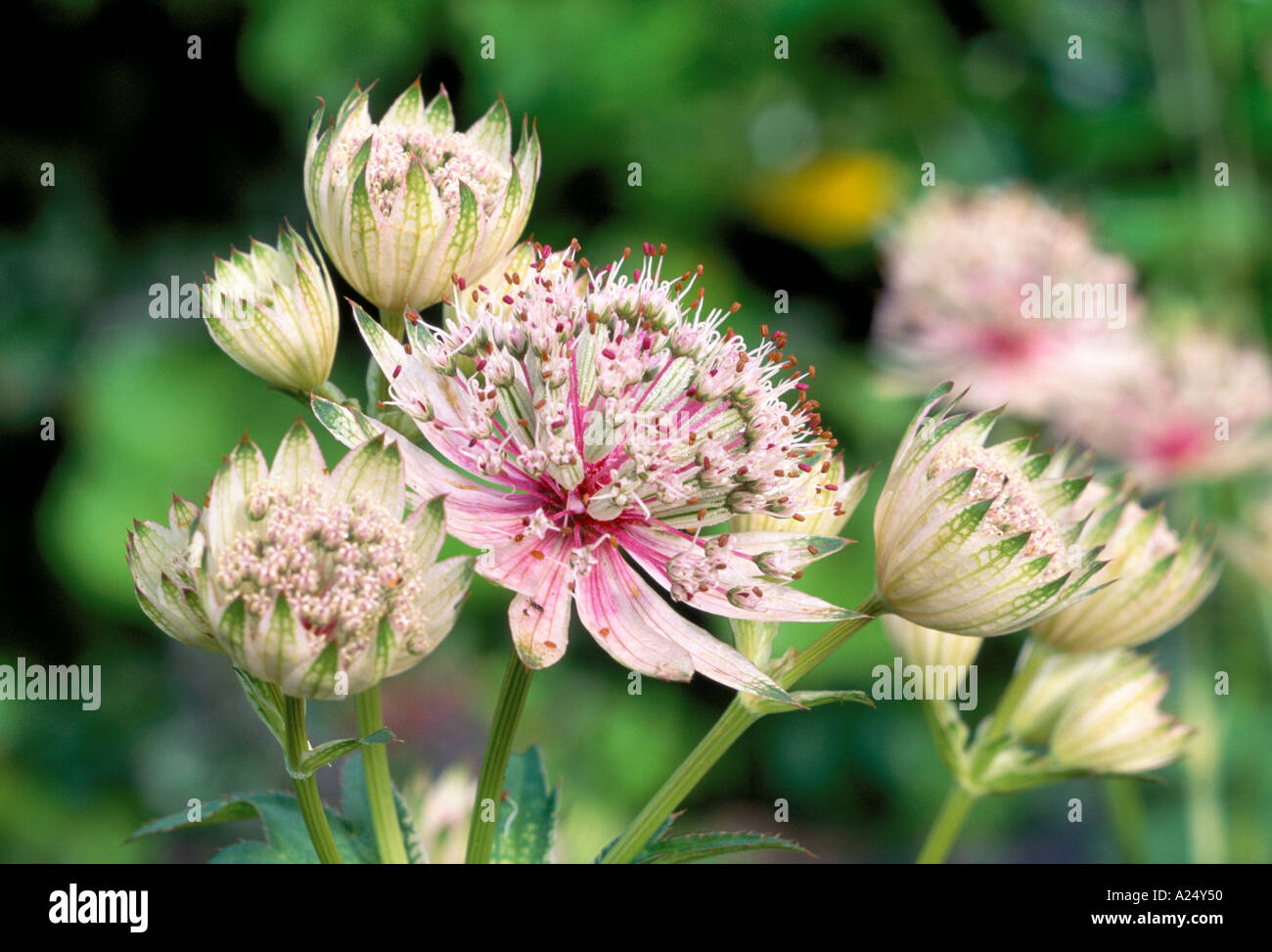Astrantia foliage hi-res stock photography and images - Alamy