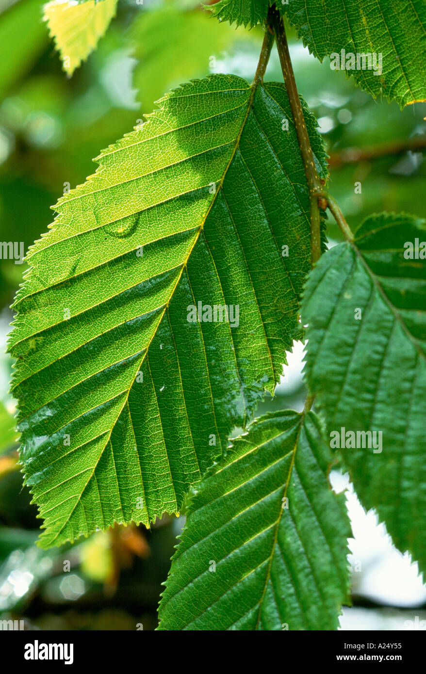 Carpinus betulus leaf Hornbeam Stock Photo - Alamy