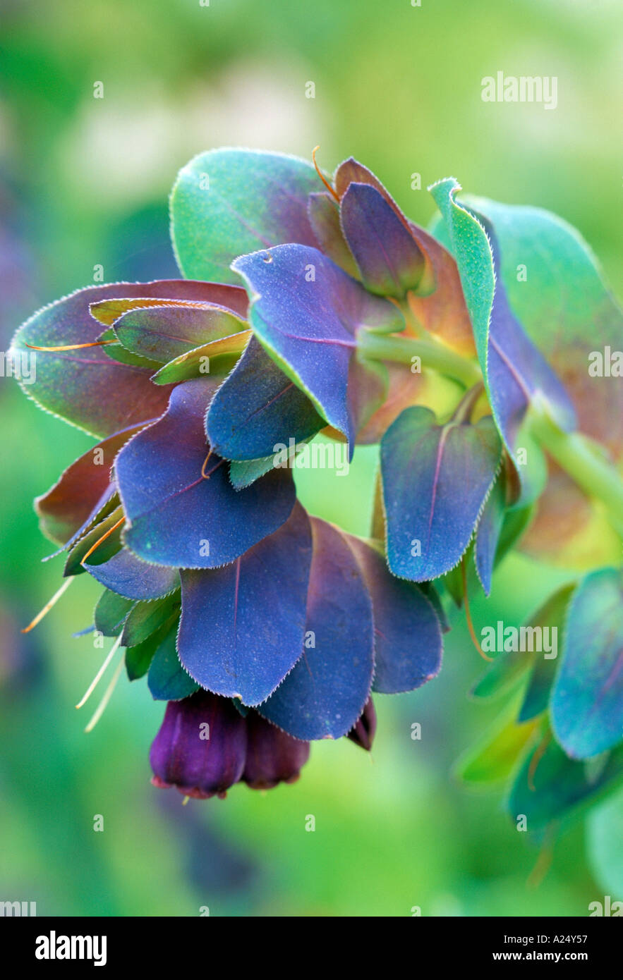 Cerinthe major purpurescens hi-res stock photography and images - Alamy