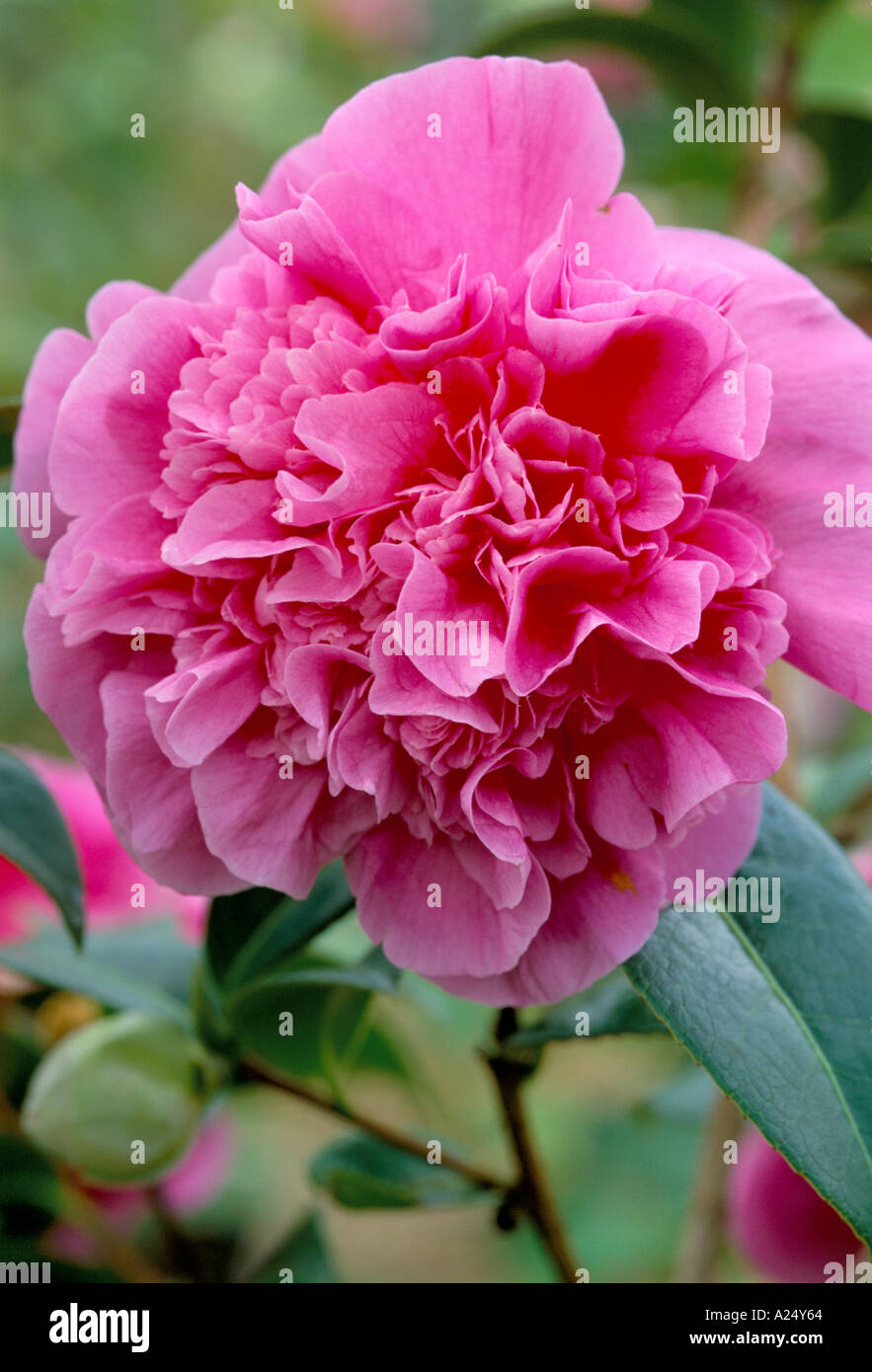 Camellia Williamsii Debbie High Resolution Stock Photography and Images ...