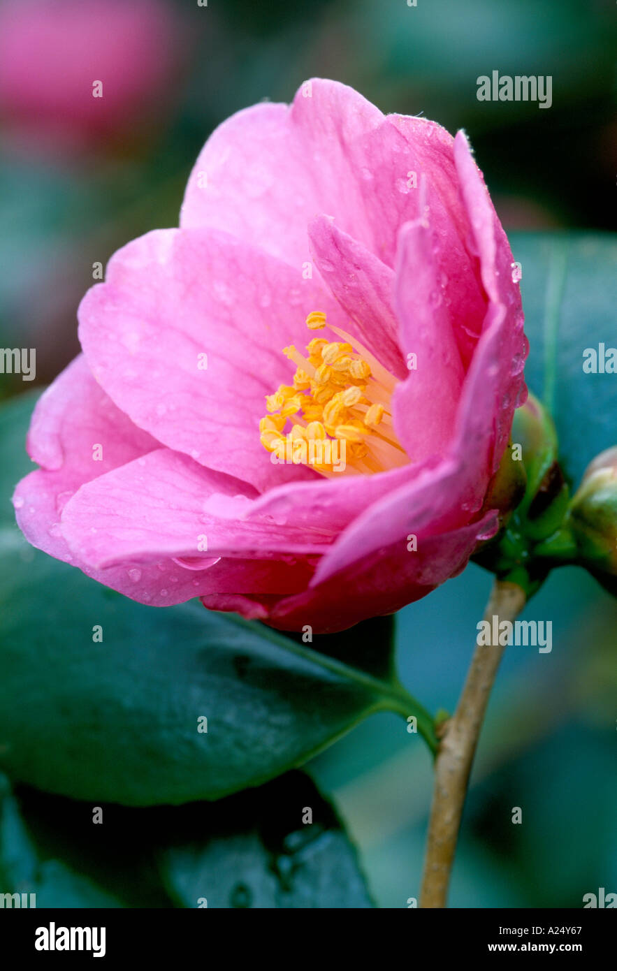 Camellia Cornish Spring Stock Photo - Alamy