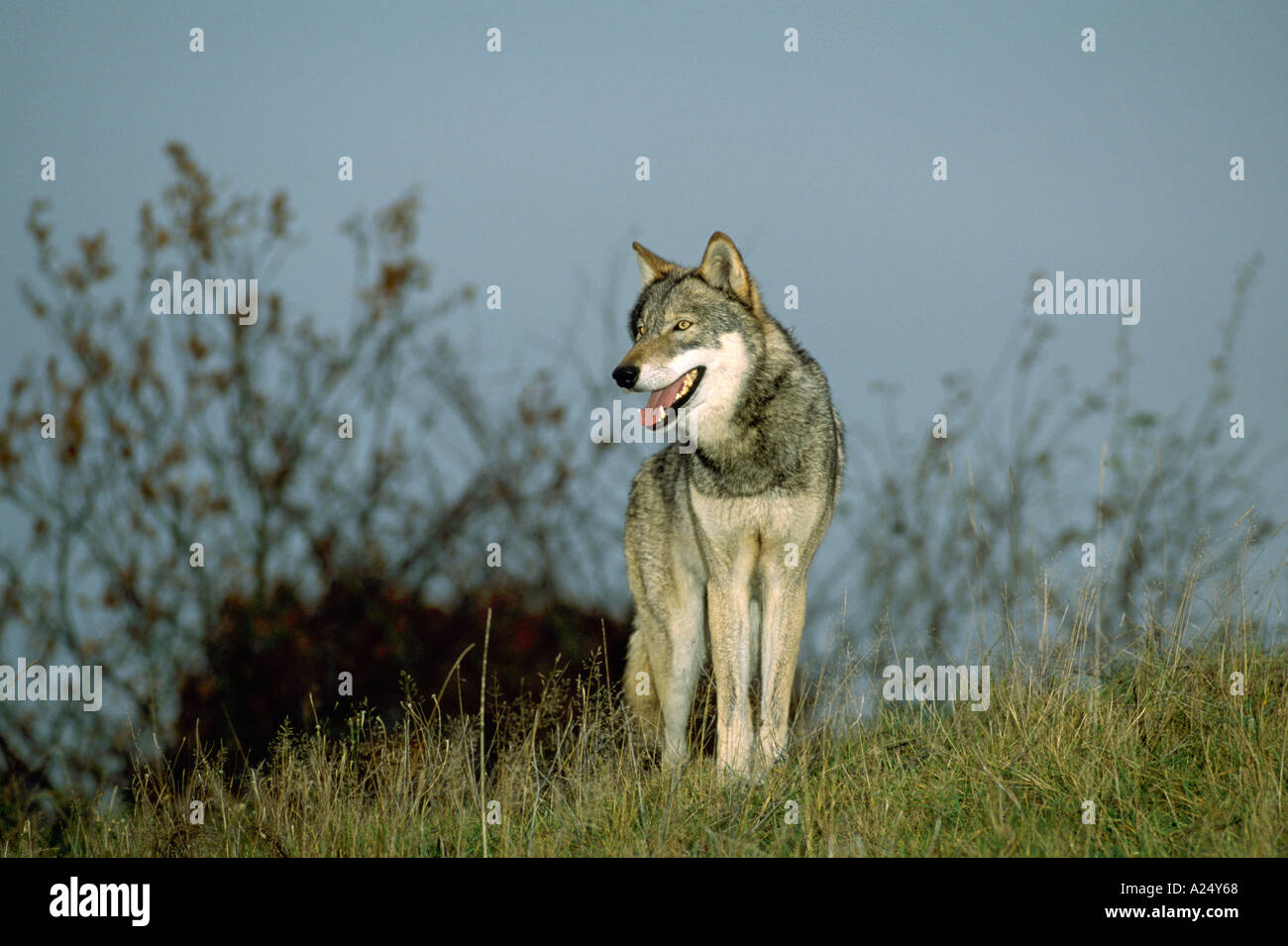 Common wolf canis lupus American standing on skyline Stock Photo - Alamy