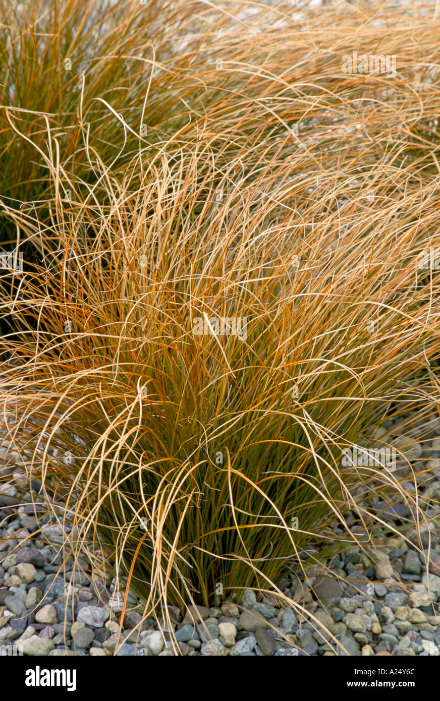Carex Testacea High Resolution Stock Photography and Images - Alamy