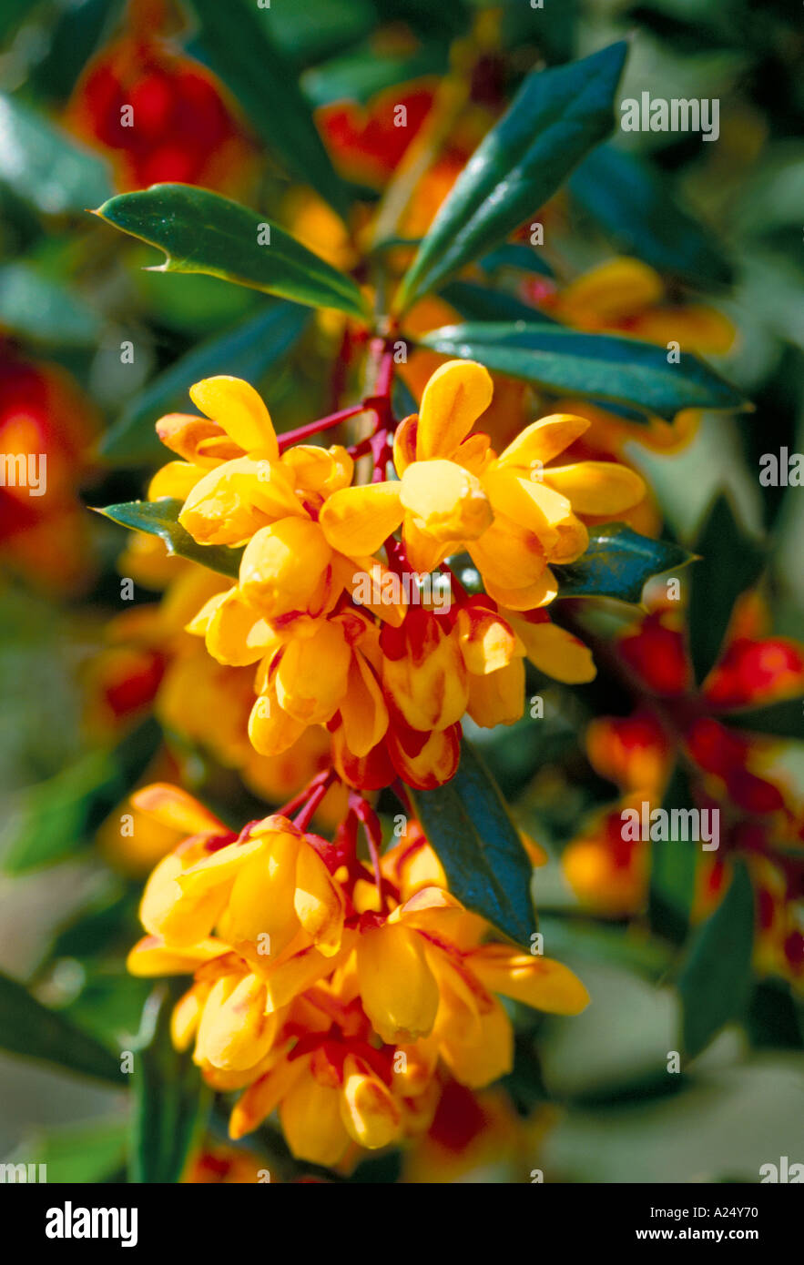 Orange firefly hi-res stock photography and images - Alamy