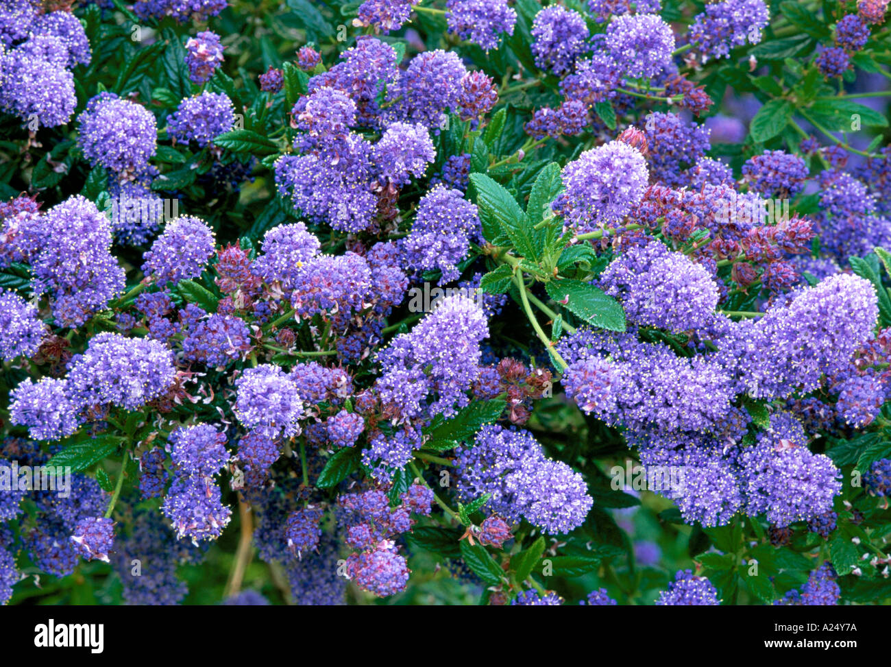 Ceanothus Concha High Resolution Stock Photography and Images - Alamy