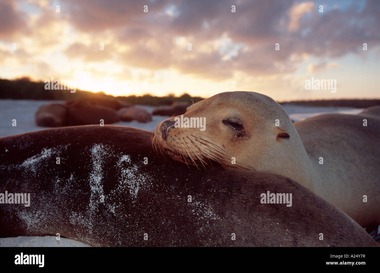 Galapagos sonnenuntergang hi-res stock photography and images - Alamy
