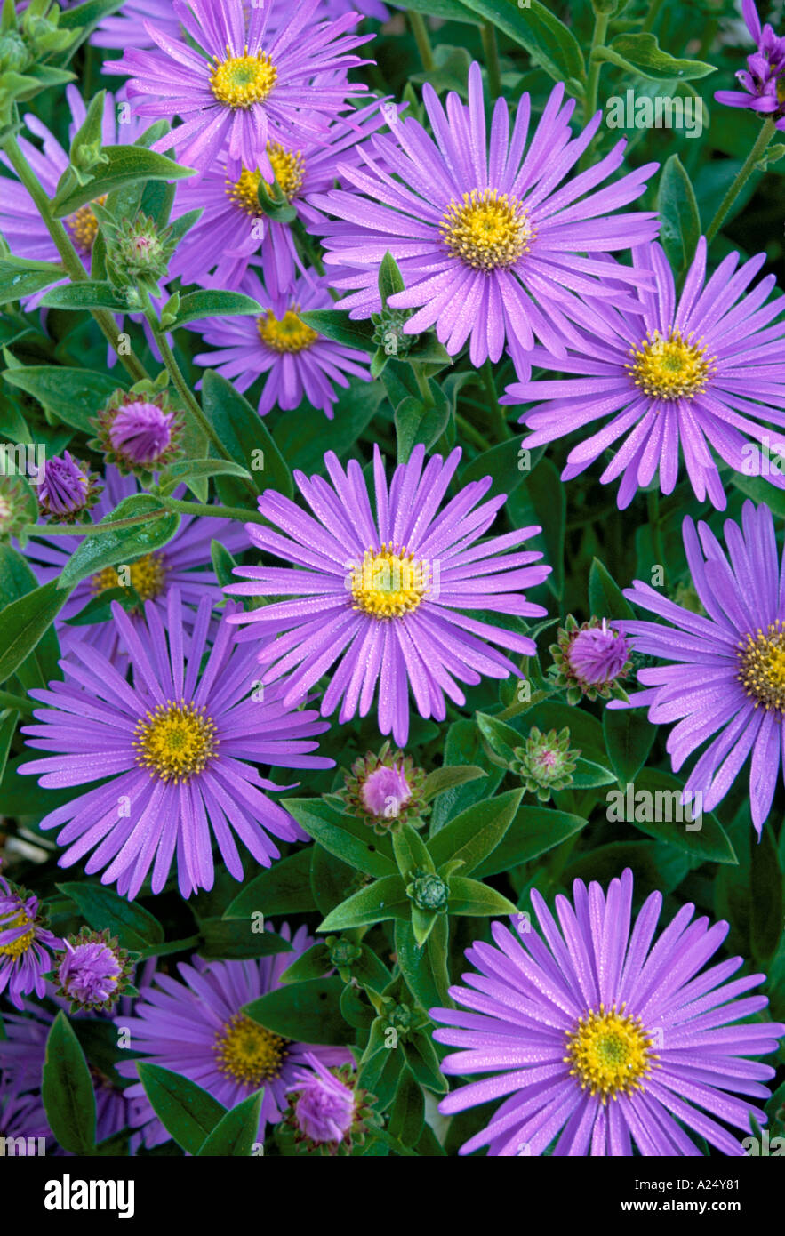 Aster x frikartii Monch michaelmas daisy flower Stock Photo - Alamy