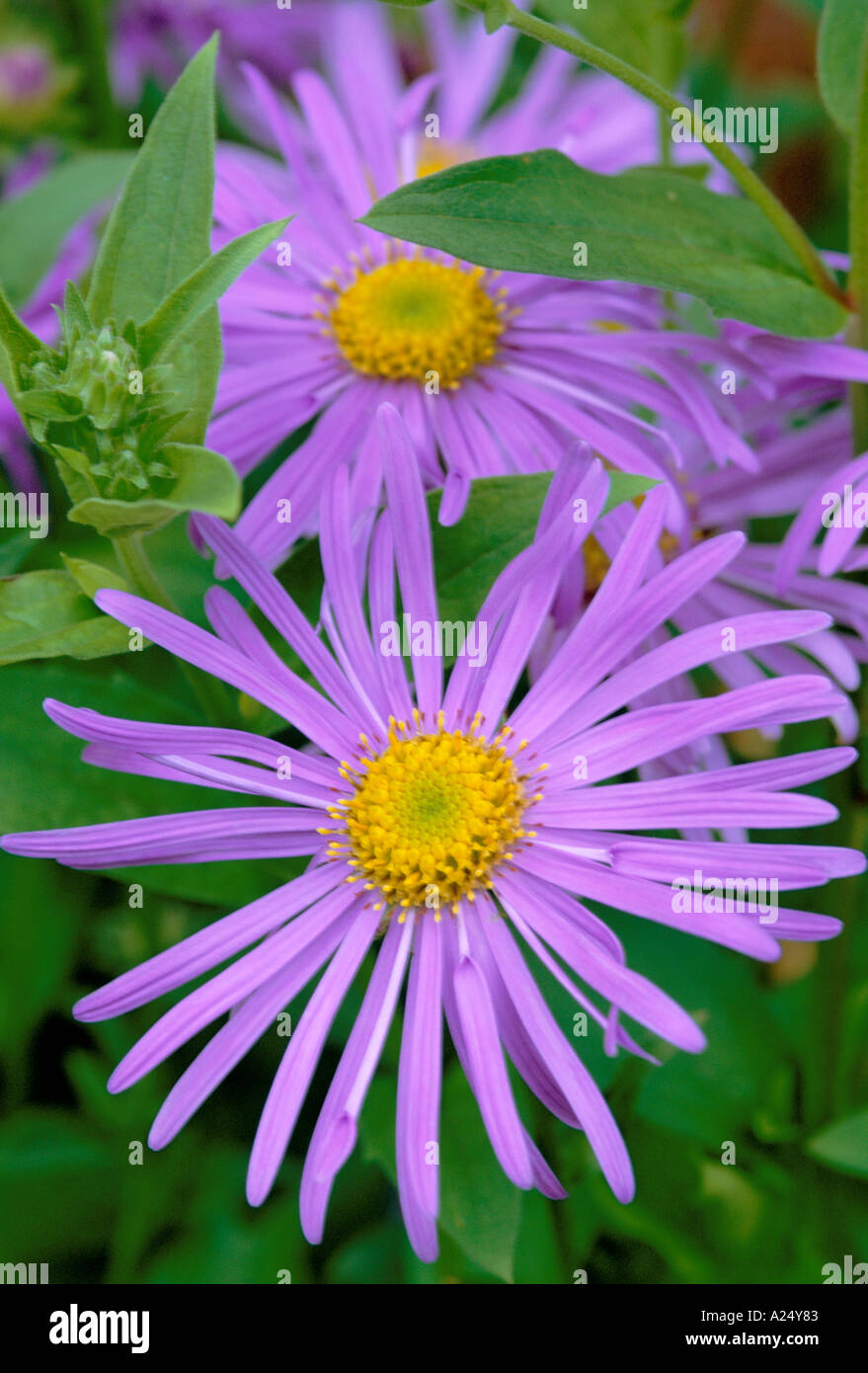 Aster x frikartii Monch Stock Photo - Alamy
