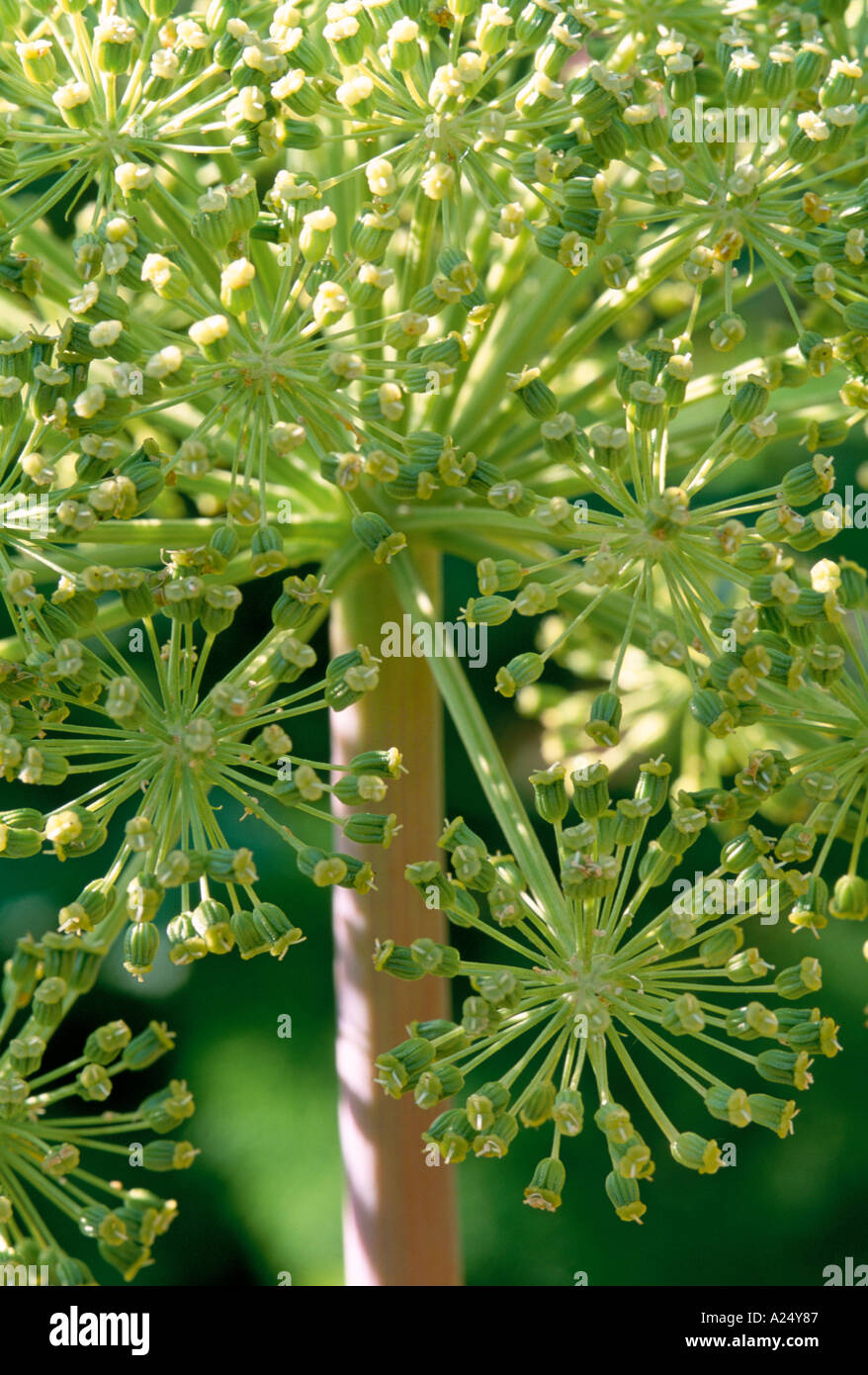 Garden angelica leaves hi-res stock photography and images - Alamy