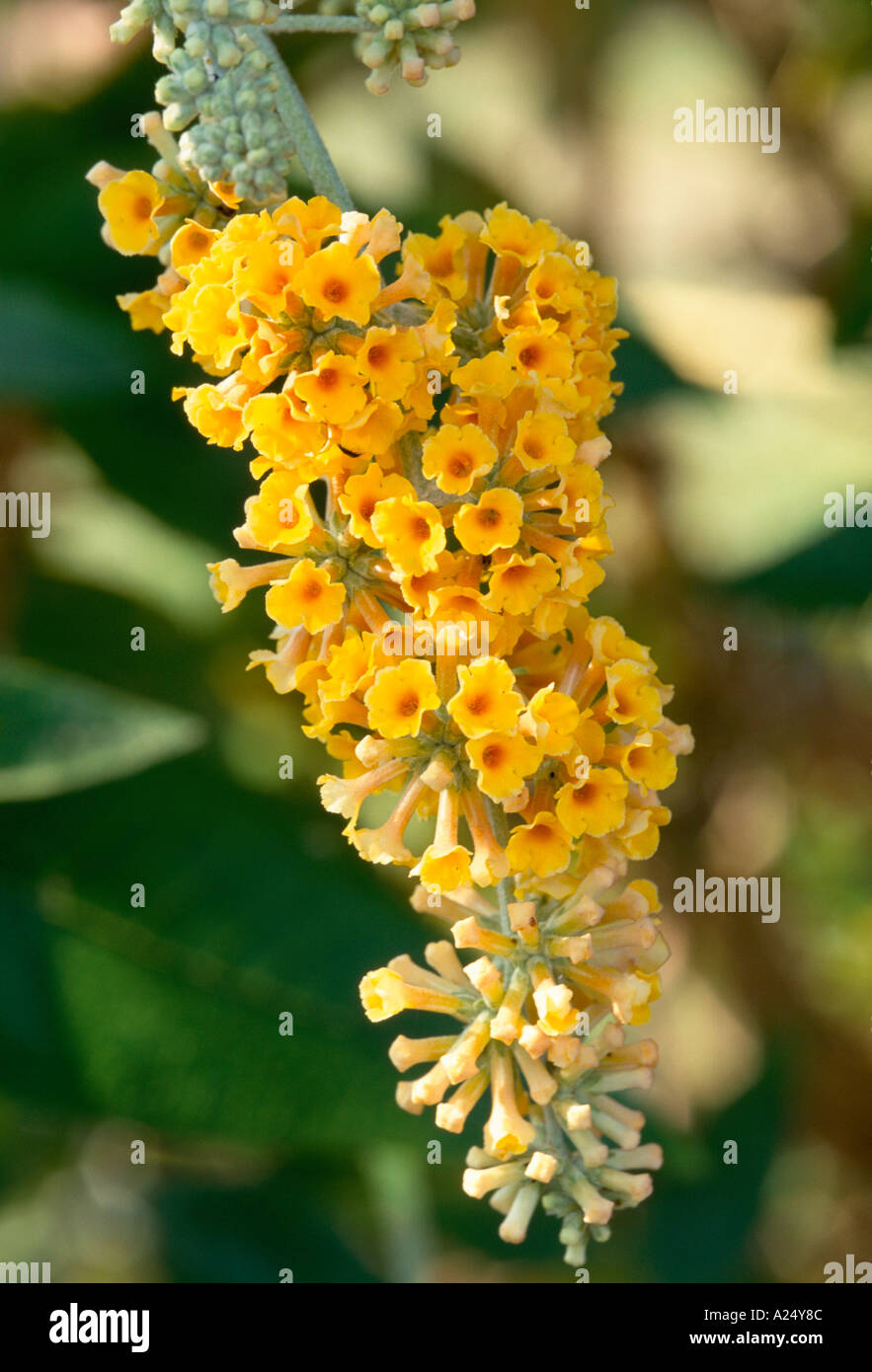 Buddleja weyeriana hi-res stock photography and images - Alamy
