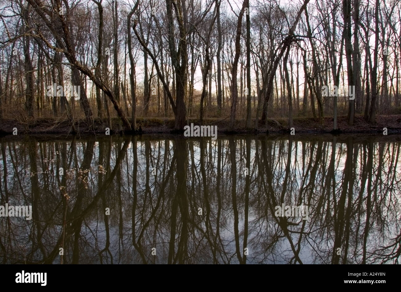 Trees and reflections Stock Photo - Alamy