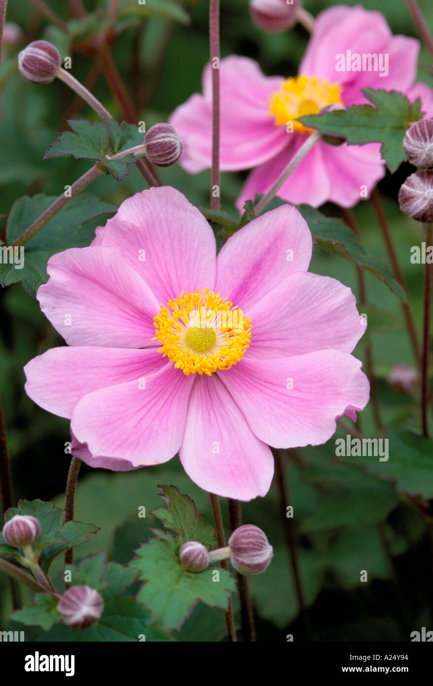 Anemone x hybrida Serenade Stock Photo - Alamy