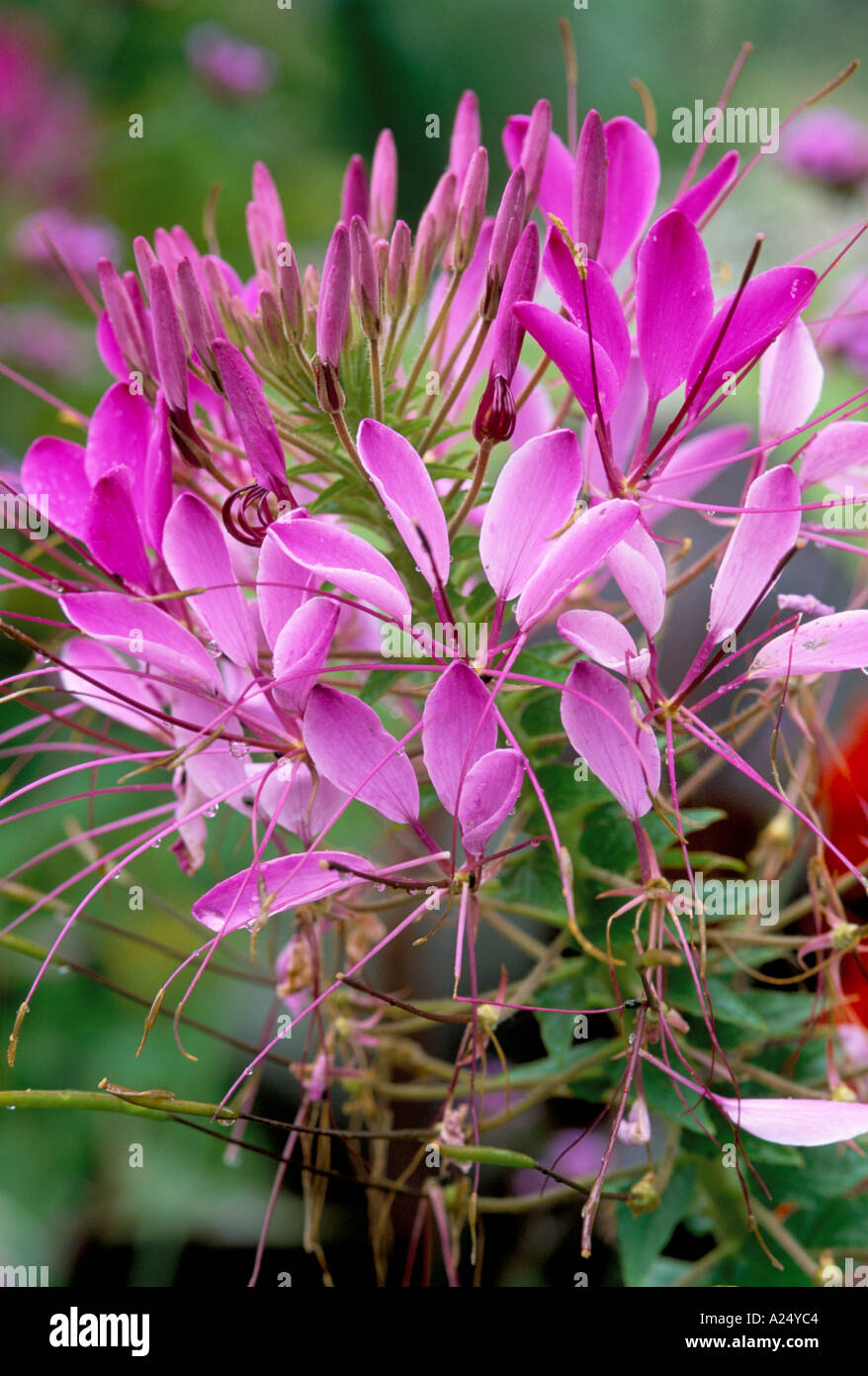Cleome violet queen hi-res stock photography and images - Alamy