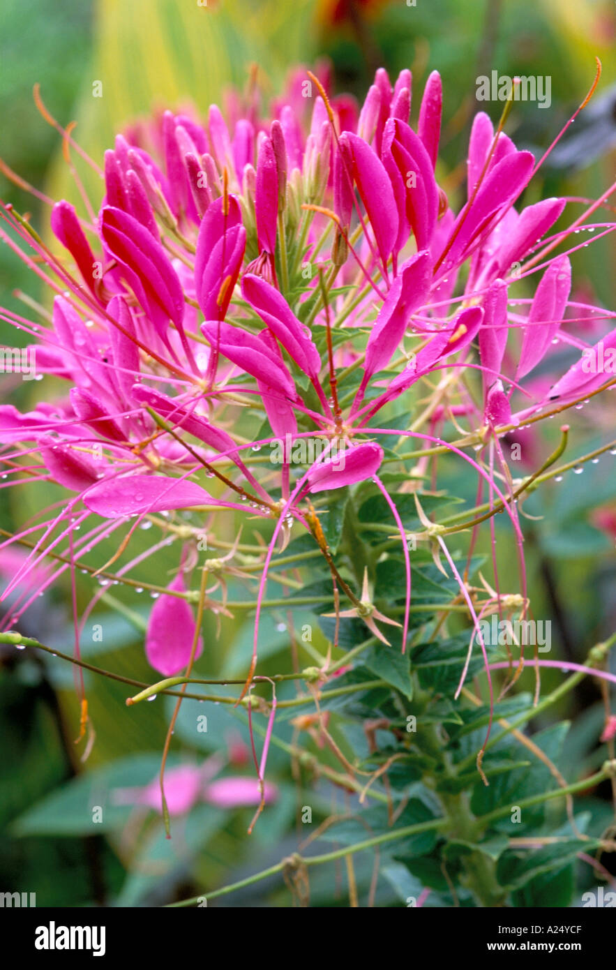 Cleome cherry queen hi-res stock photography and images - Alamy