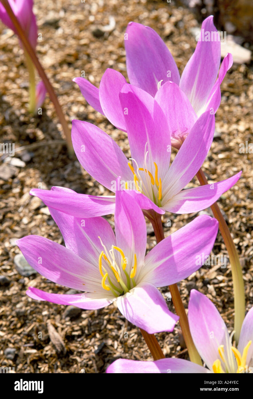 Colchicum speciosum Atrorubens Stock Photo - Alamy
