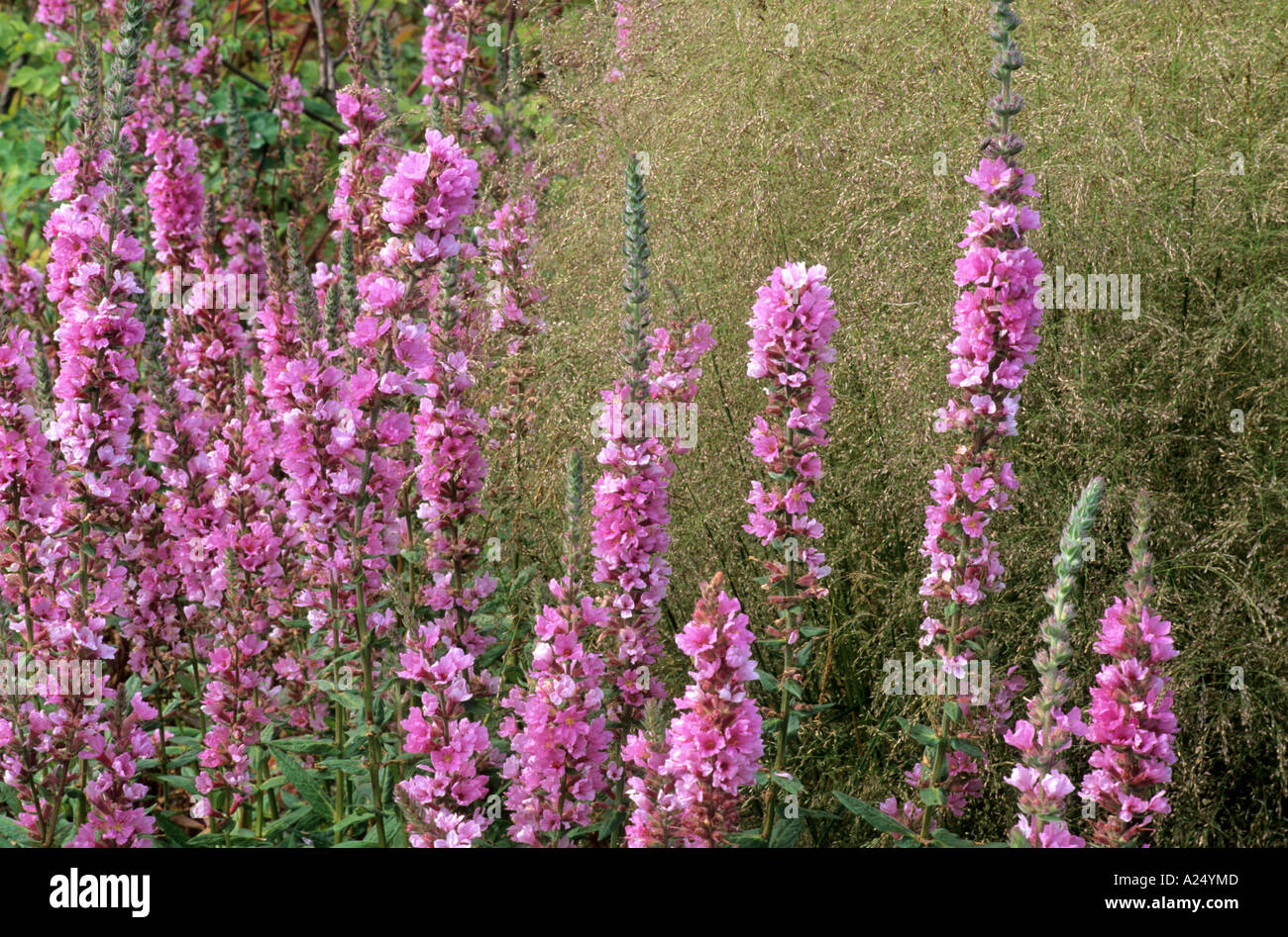 Lythrum salicaria blush hi-res stock photography and images - Alamy