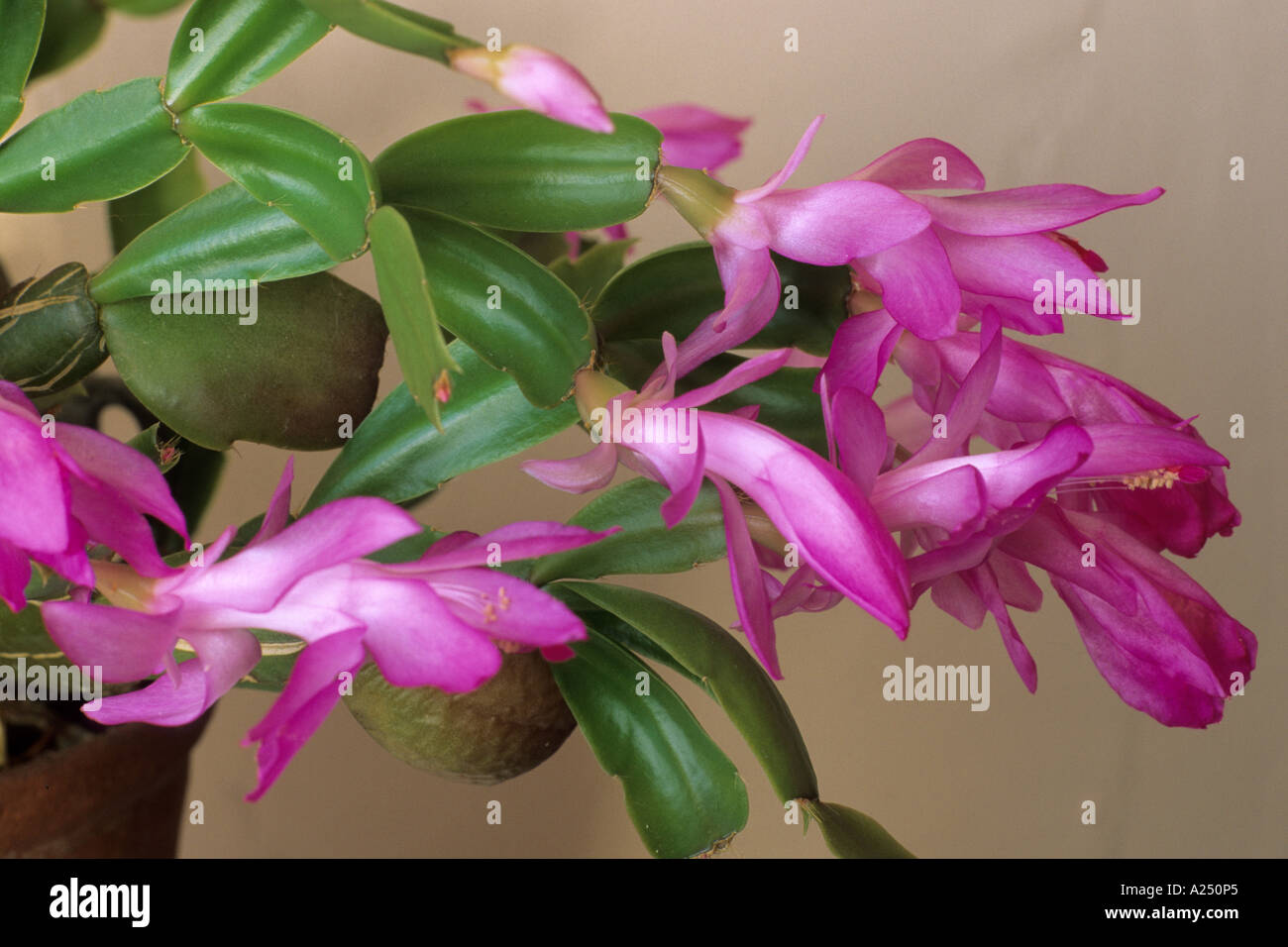 Schlumbergera truncata in container Stock Photo - Alamy