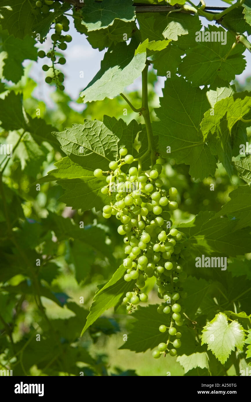 Strong vines hi-res stock photography and images - Alamy