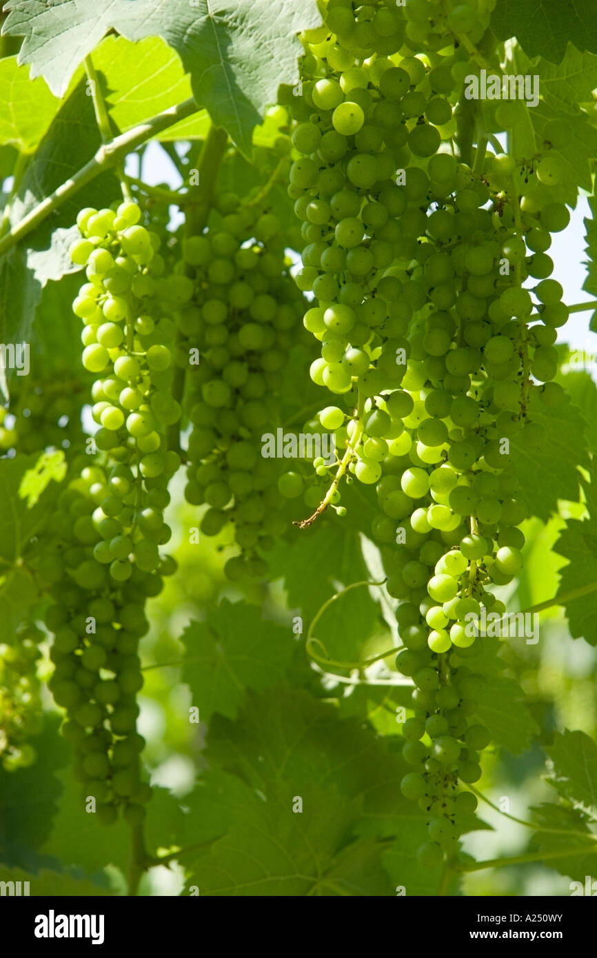 Grapes on vines Stock Photo - Alamy