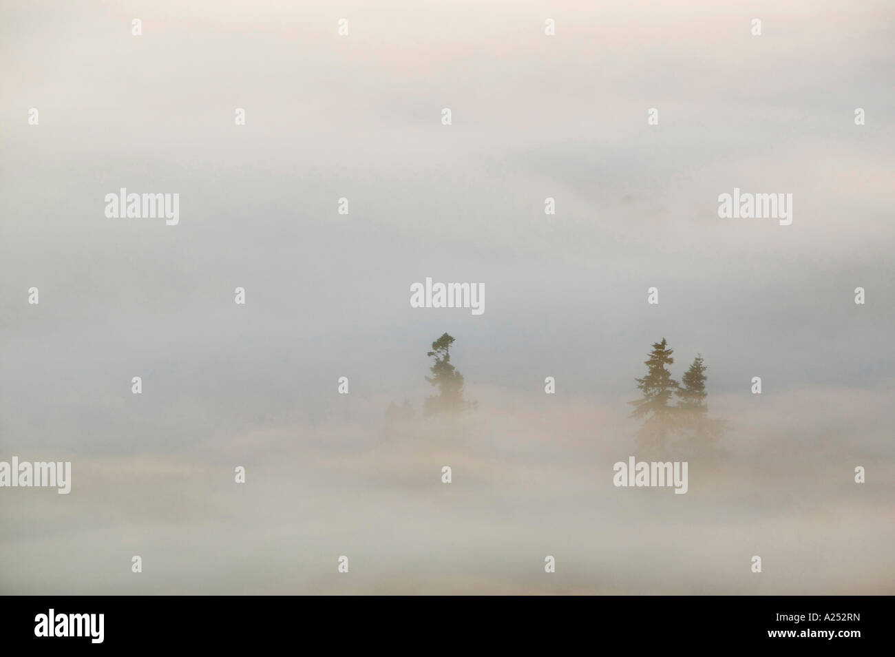 trees poking through the valley mist of a temperature inversion from ...