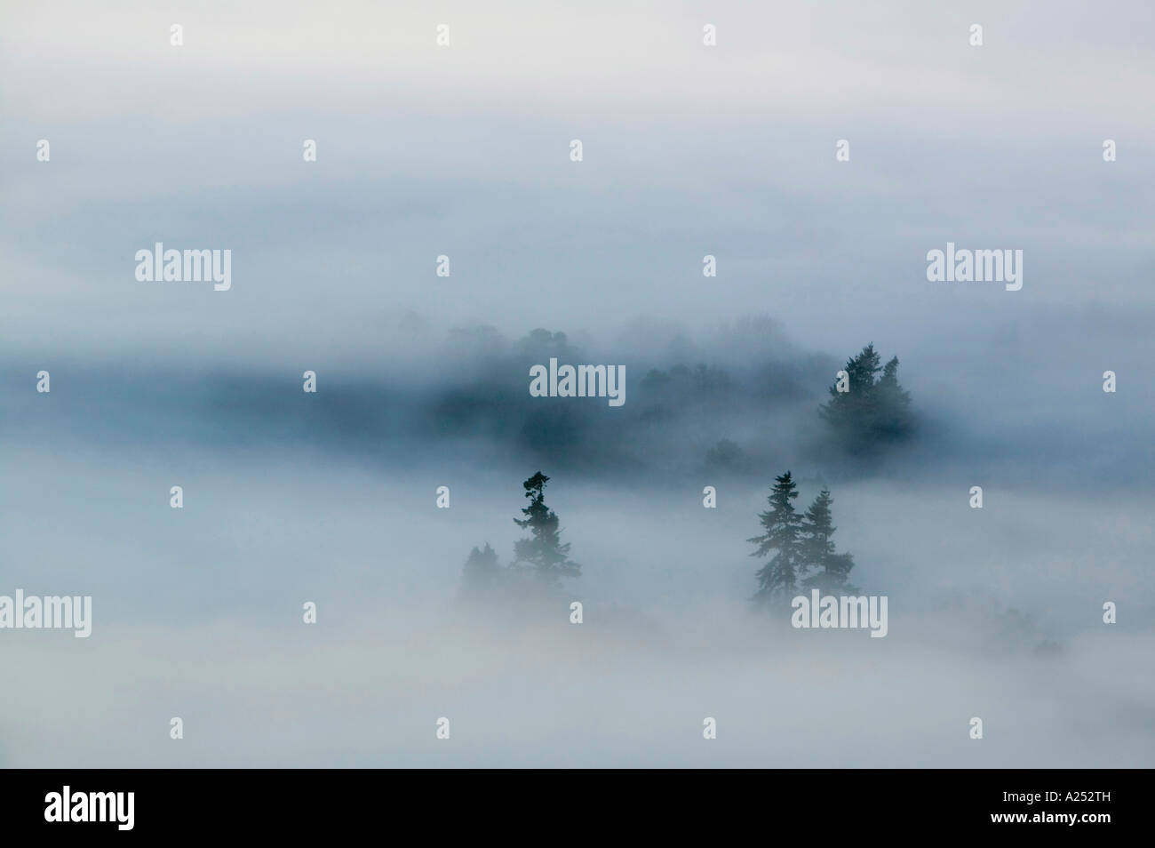 Trees poking through the valley mist of a temperature inversion, from ...