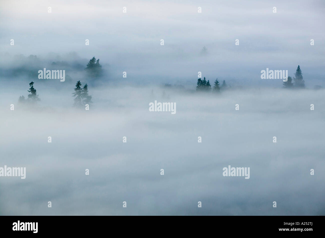 Trees poking through the valley mist of a temperature inversion, from ...
