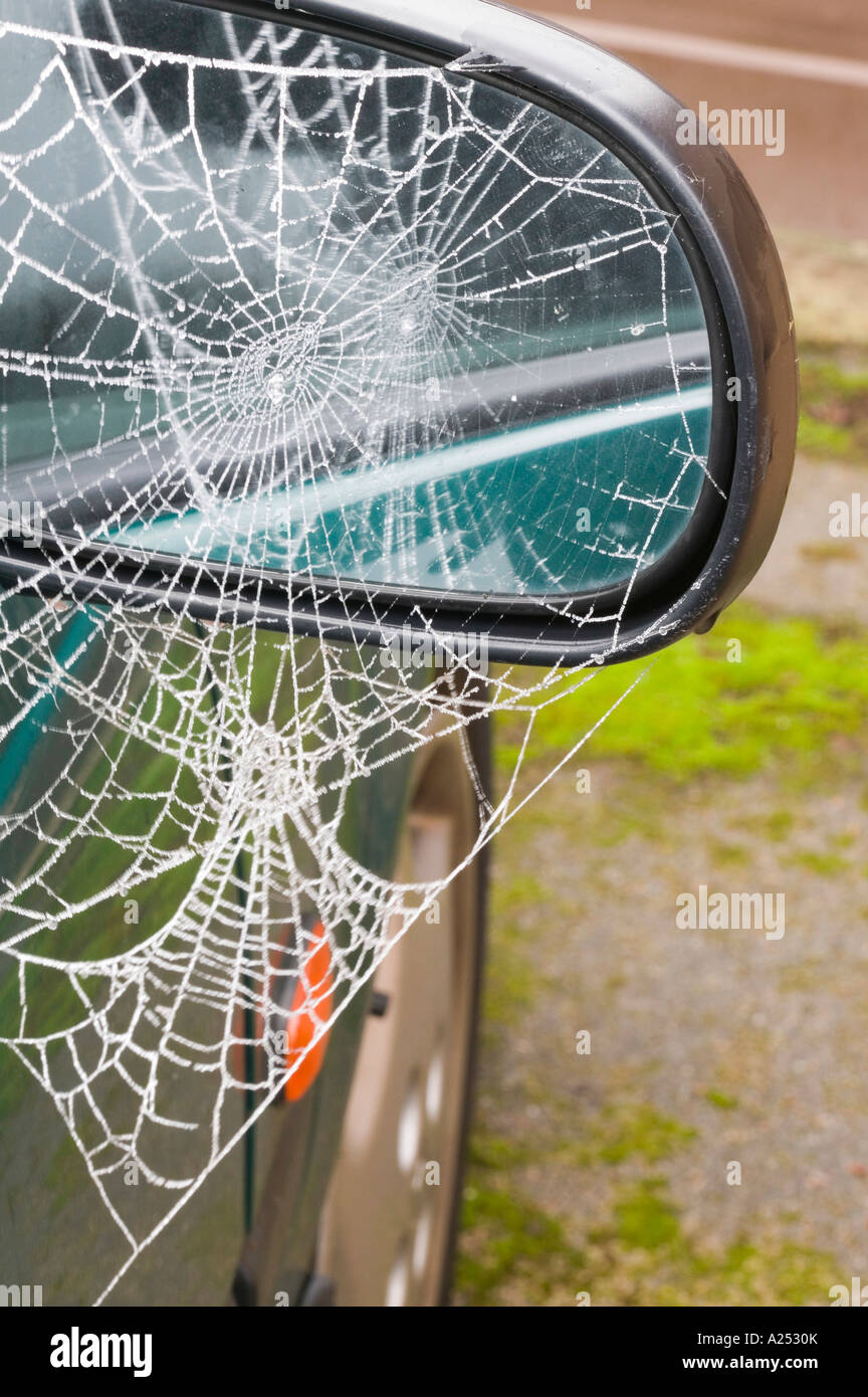 Spider web on car wing hi-res stock photography and images - Alamy